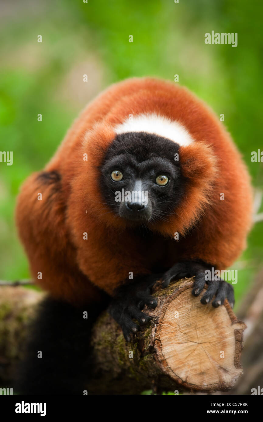 a beautiful red ruffed lemur (Varecia rubra Stock Photo - Alamy
