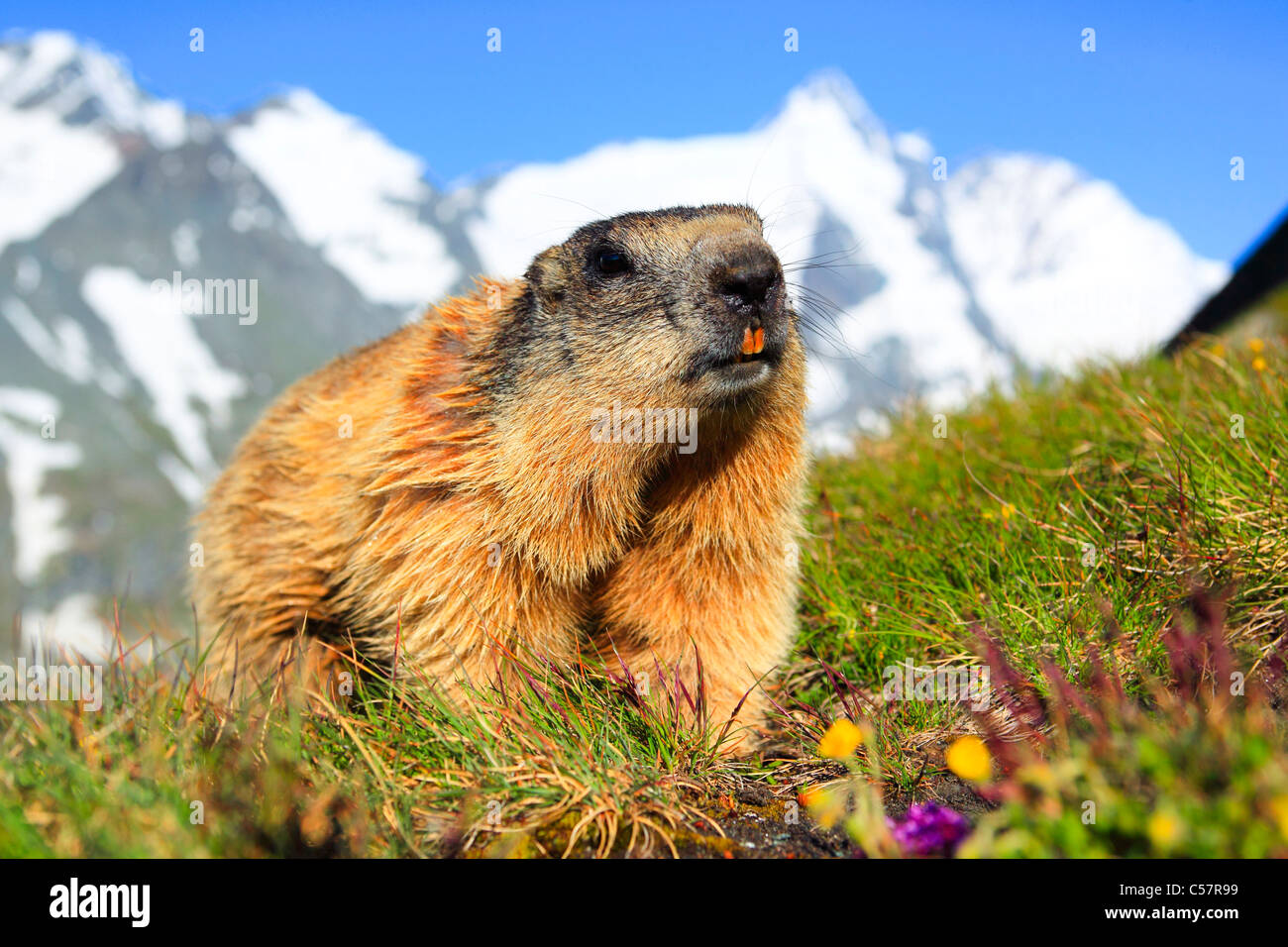 1, Alps, marmot, groundhog, Alpine fauna, Alpine panorama, Alpine ...