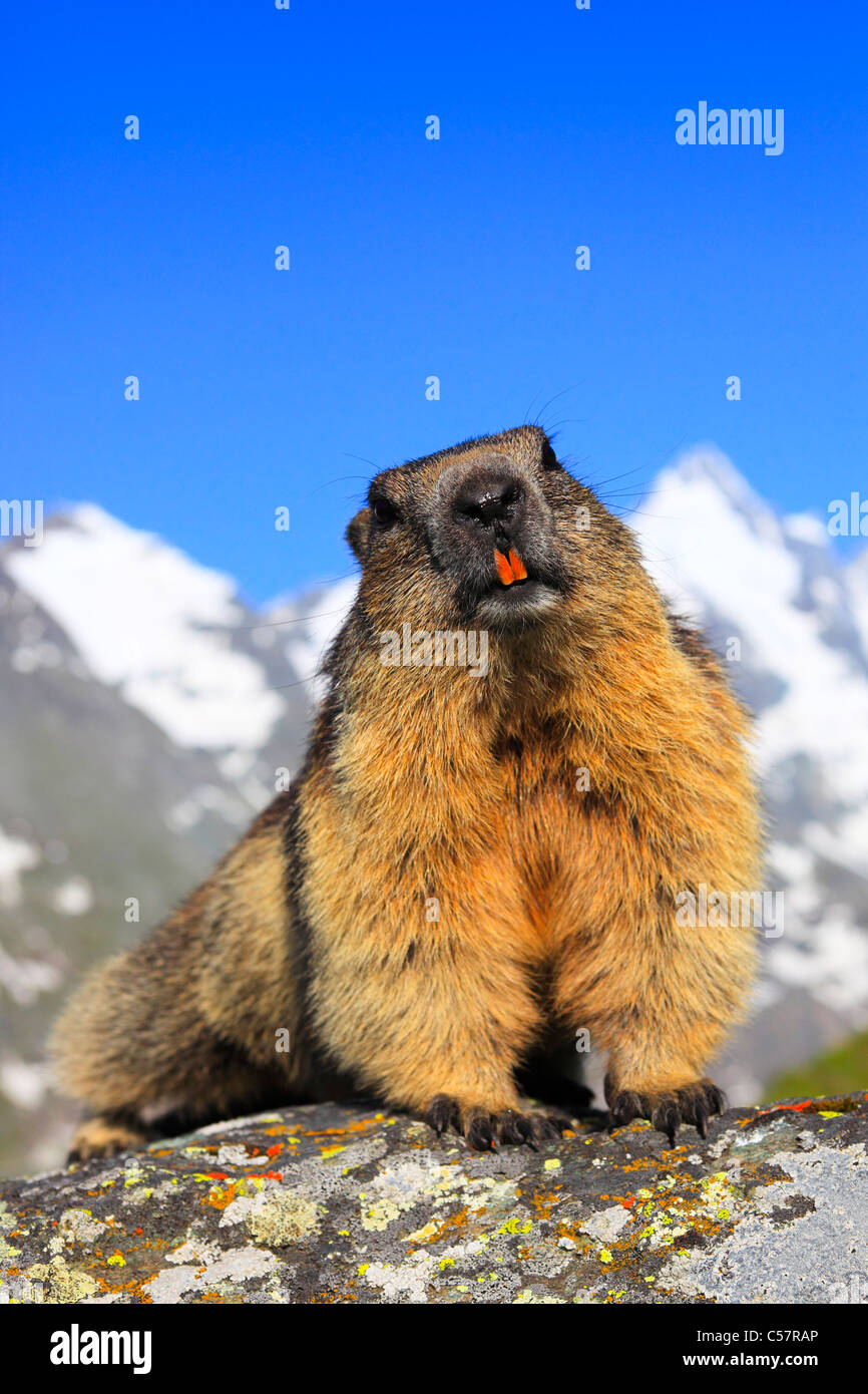 1, Alps, marmot, groundhog, Alpine fauna, Alpine panorama, Alpine ...