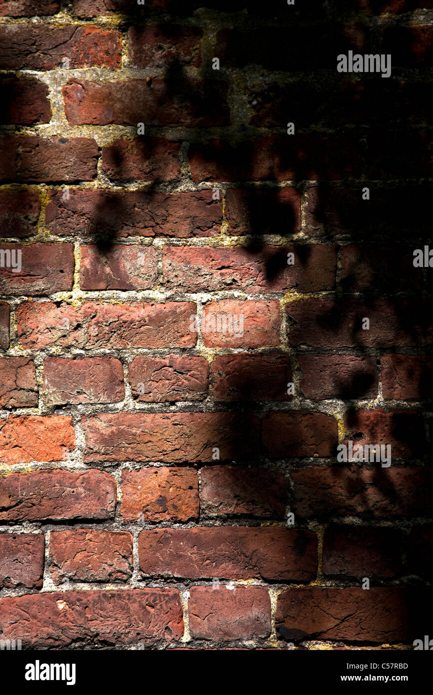 Brick Wall with Tree Shadow Stock Photo - Alamy