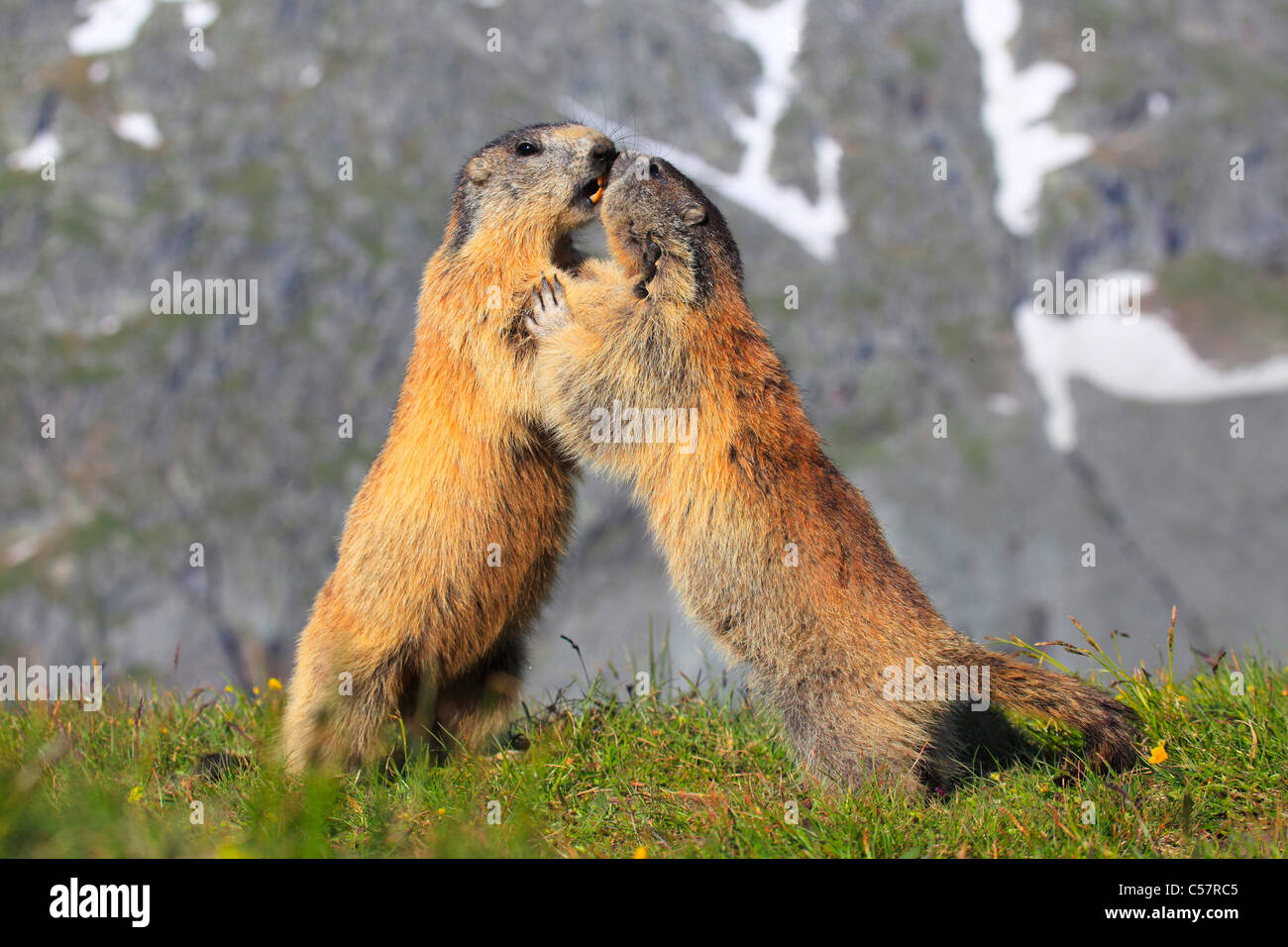 2, Alps, marmot, groundhog, Alpine fauna, Alpine, mountain, fauna ...