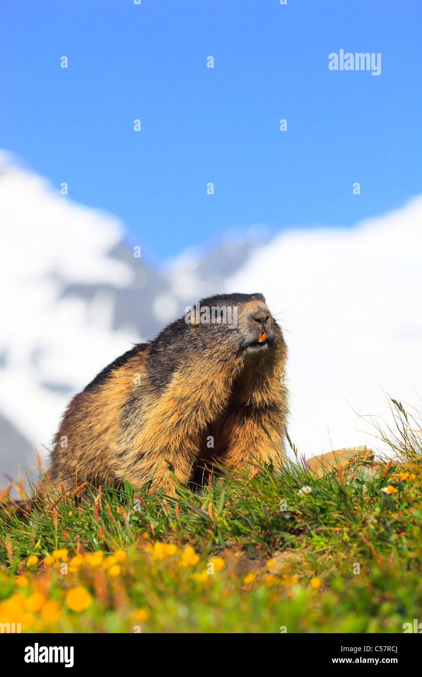1, Alps, marmot, groundhog, Alpine fauna, Alpine panorama, Alpine ...
