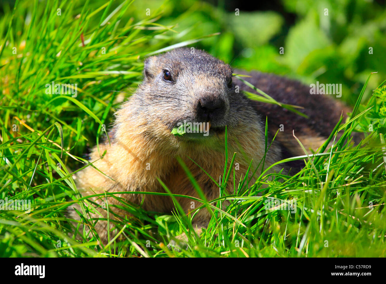 1, Alps, marmot, groundhog, Alpine fauna, Alpine panorama, Alpine ...