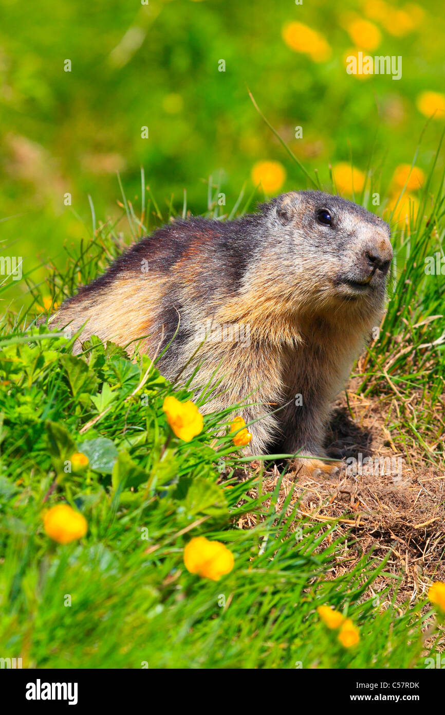 1, Alps, marmot, groundhog, Alpine fauna, Alpine flora, Alpine panorama ...