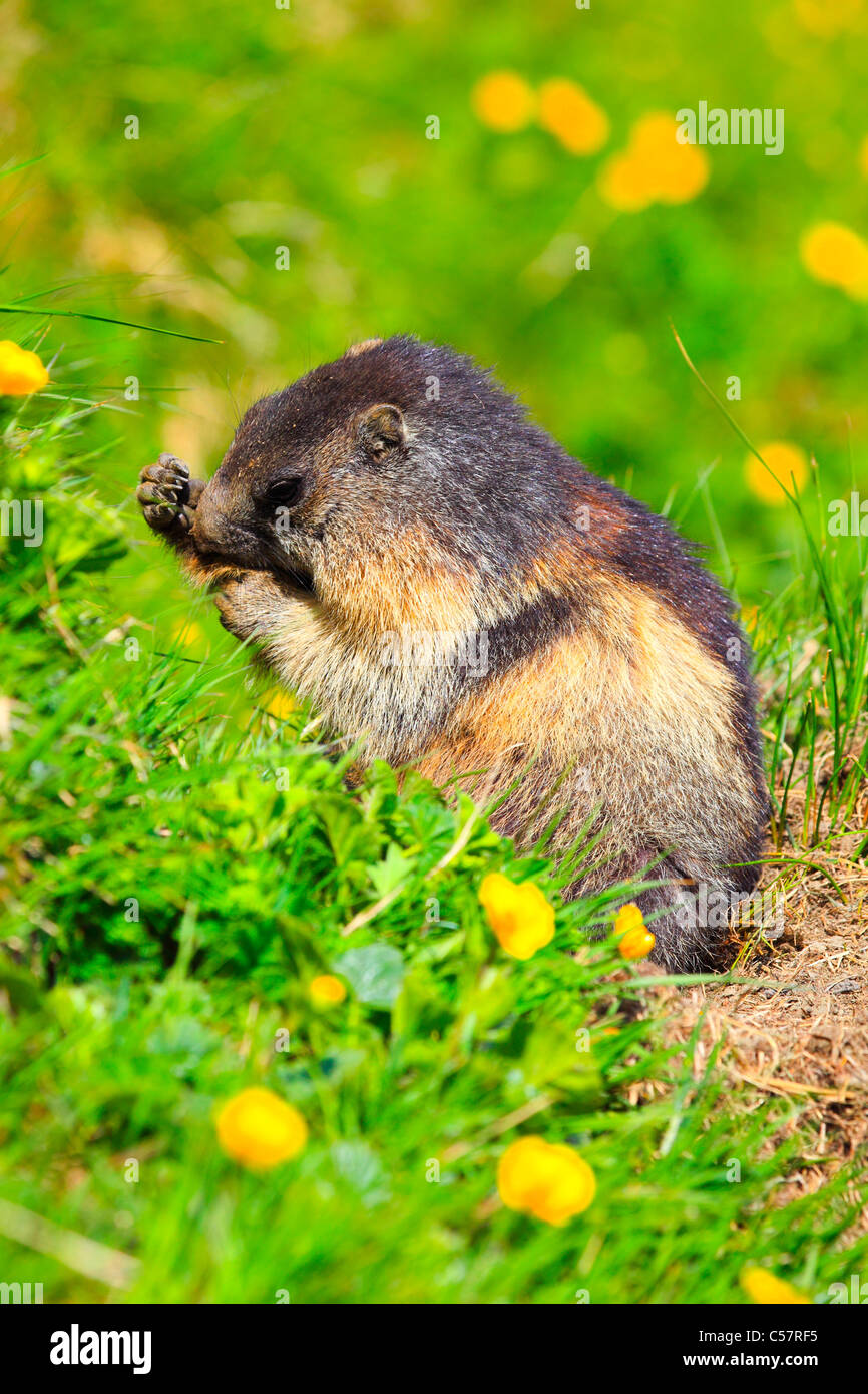 1, Alps, marmot, groundhog, Alpine fauna, Alpine flora, Alpine panorama ...