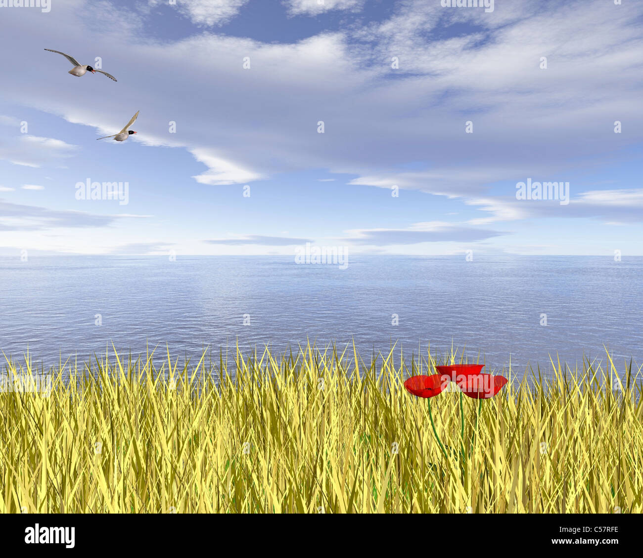 Coastal Poppy Field Stock Photo - Alamy