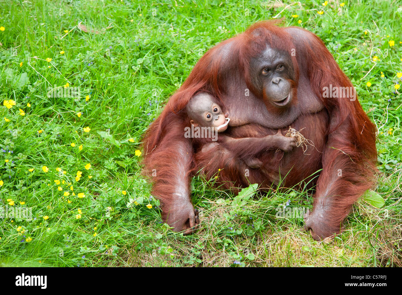 Baby orangutan mother hi-res stock photography and images - Alamy