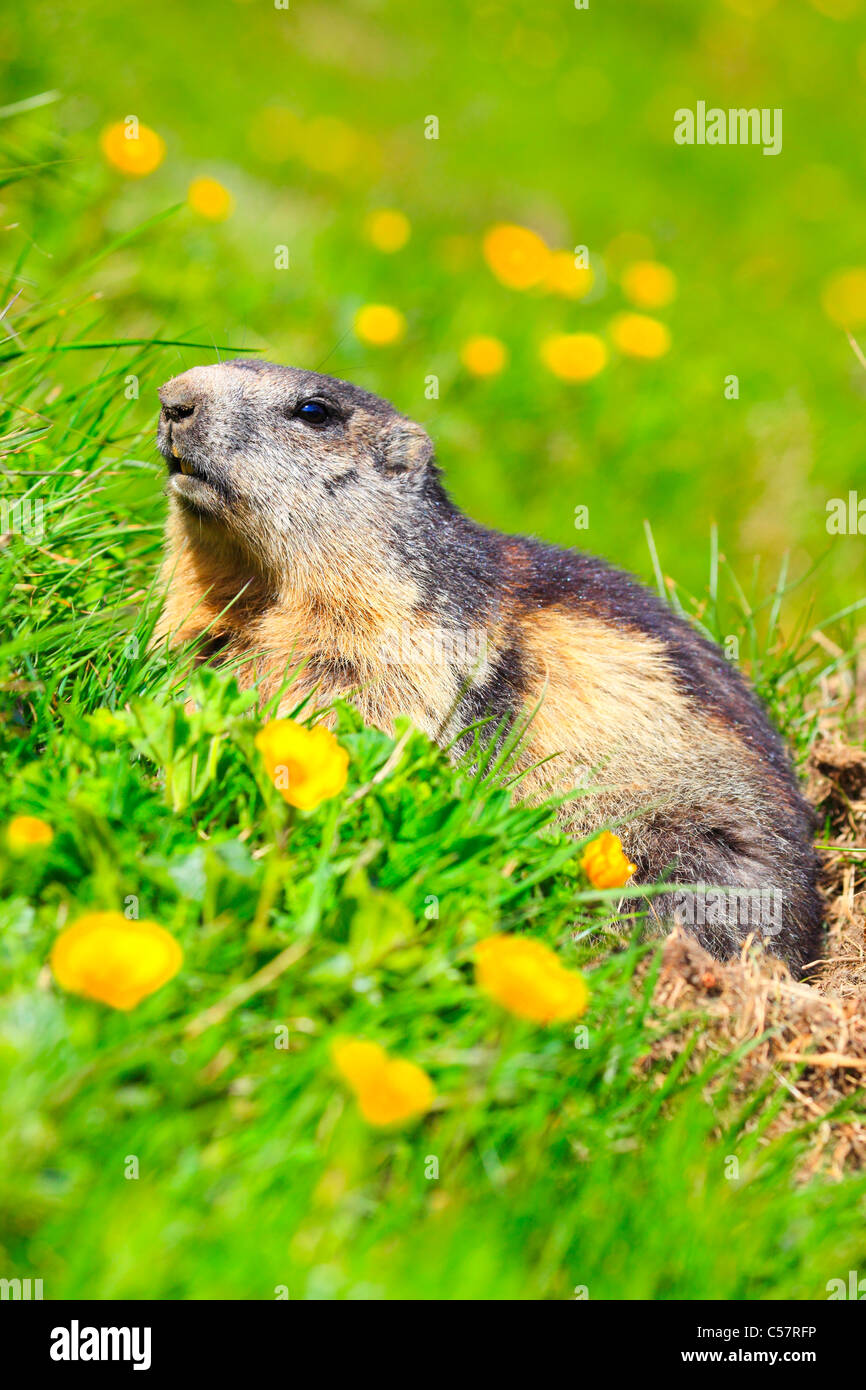 Alpine flora and fauna hi-res stock photography and images - Alamy