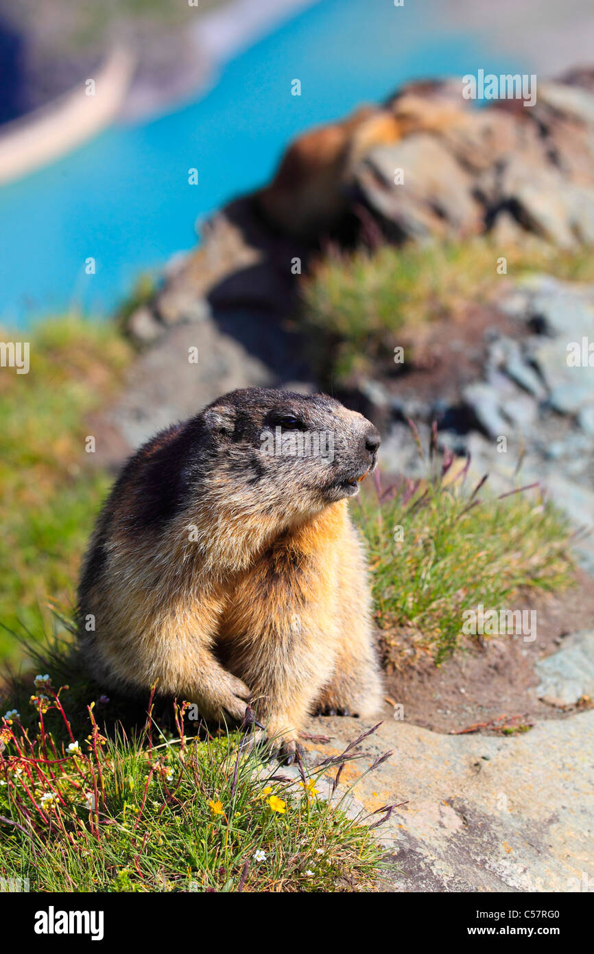1, Alps, marmot, groundhog, Alpine fauna, Alpine panorama, Alpine ...