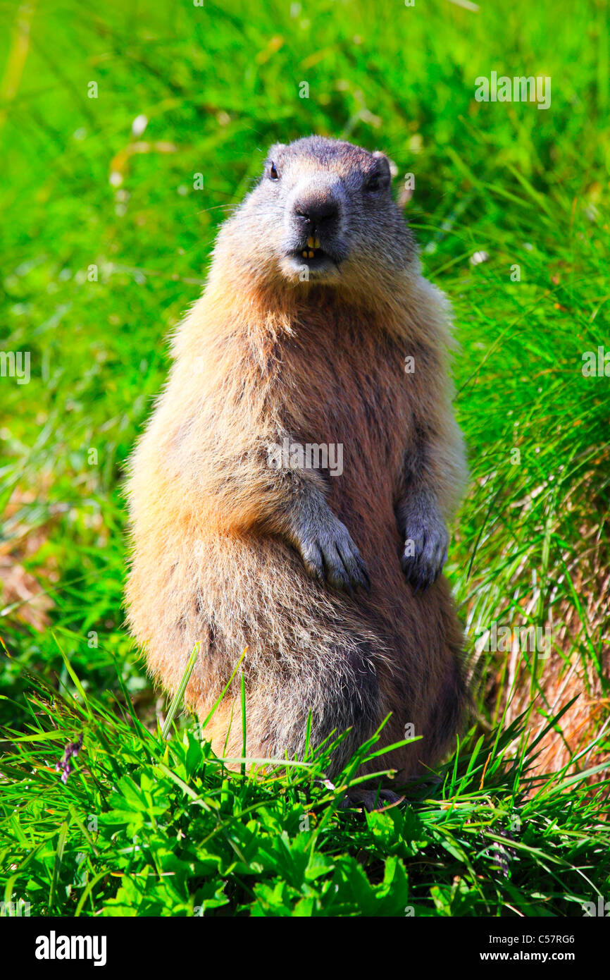 1, alarm, Alps, marmot, groundhog, Alpine fauna, Alpine panorama ...