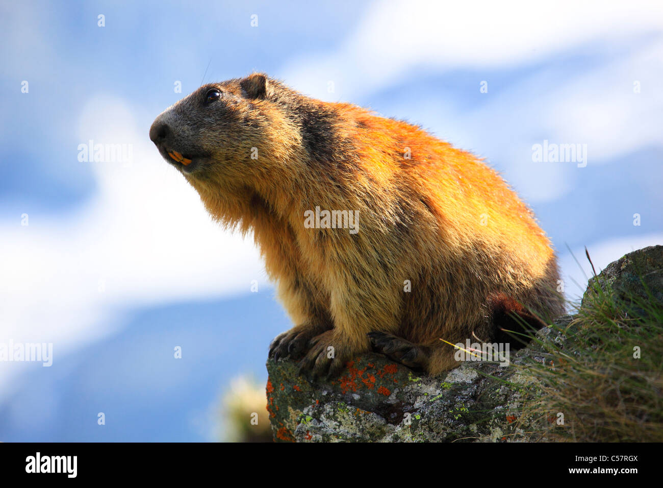 1, alarm, Alps, marmot, groundhog, Alpine fauna, Alpine panorama ...