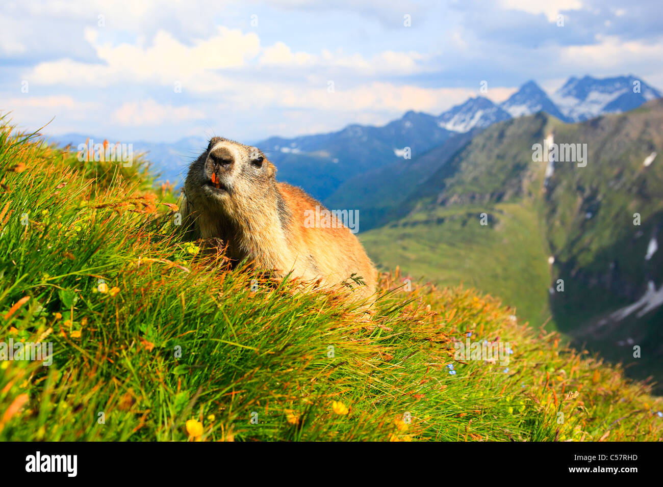 1, Alps, marmot, groundhog, Alpine fauna, Alpine panorama, Alpine ...