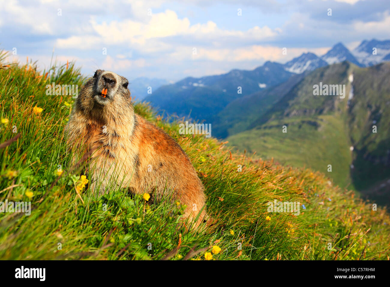 1, Alps, marmot, groundhog, Alpine fauna, Alpine panorama, Alpine ...