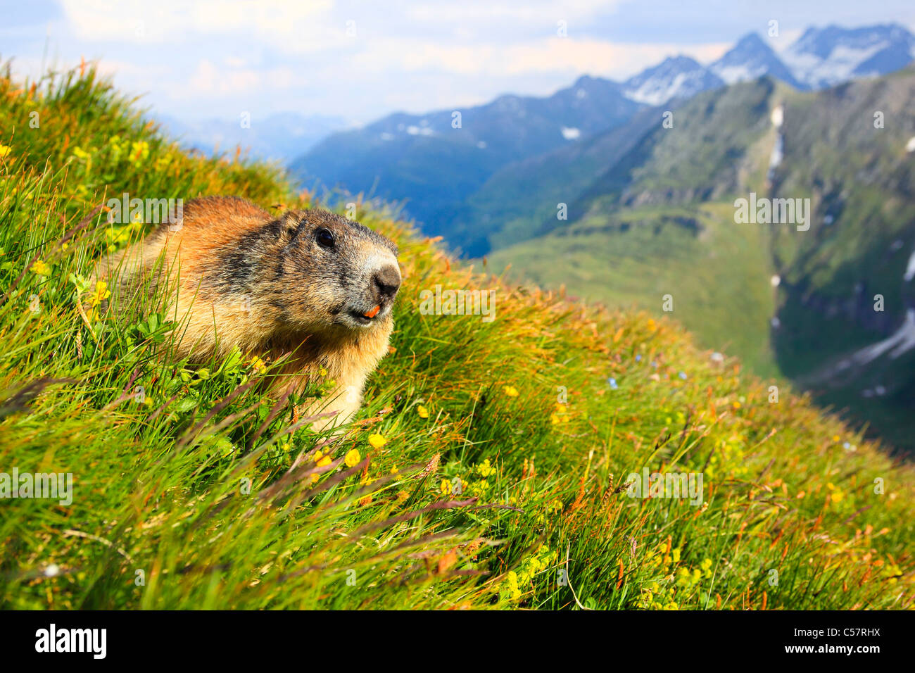 1, Alps, marmot, groundhog, Alpine fauna, Alpine panorama, Alpine ...