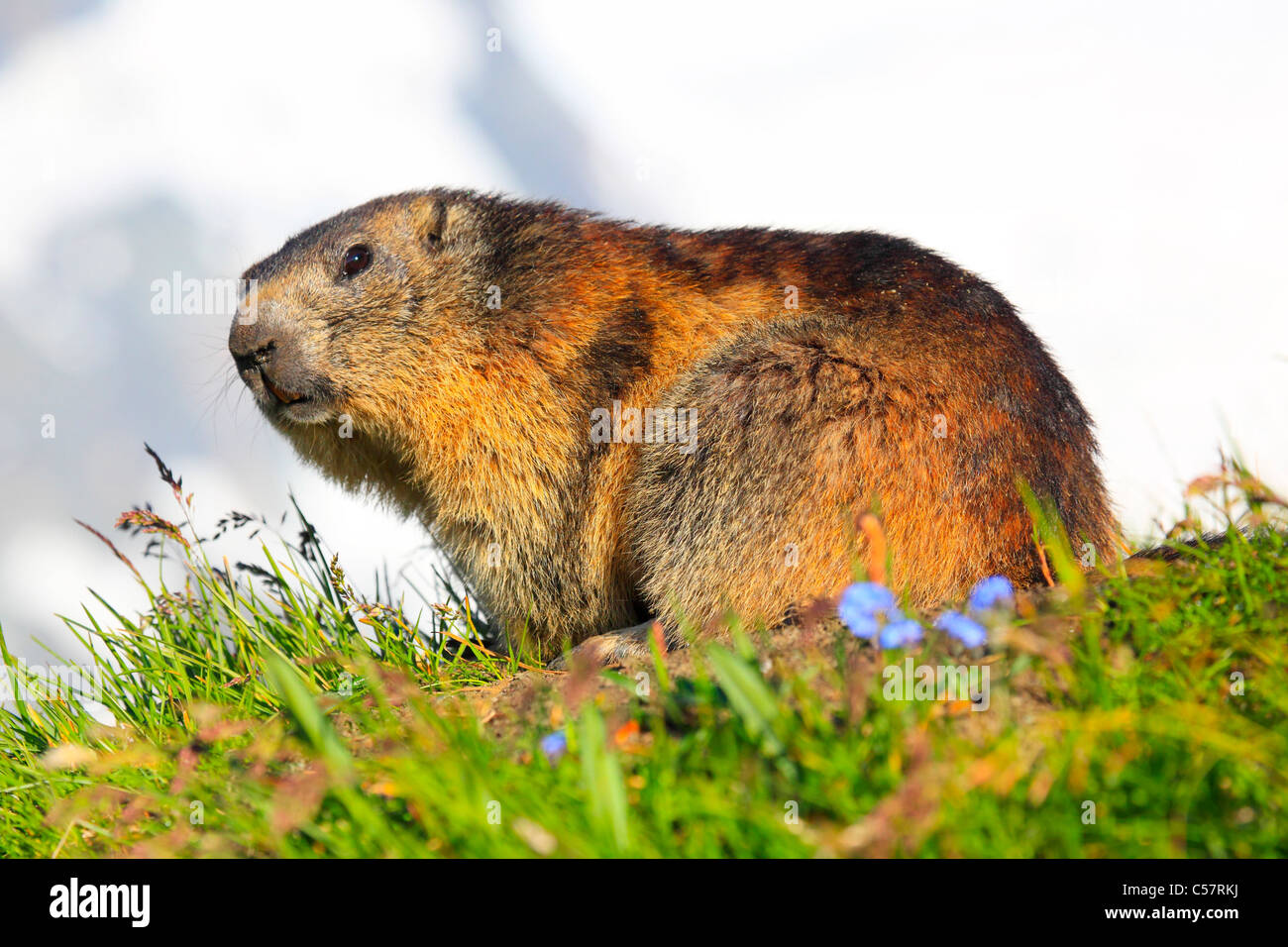 1, Alps, marmot, groundhog, Alpine fauna, Alpine panorama, Alpine ...