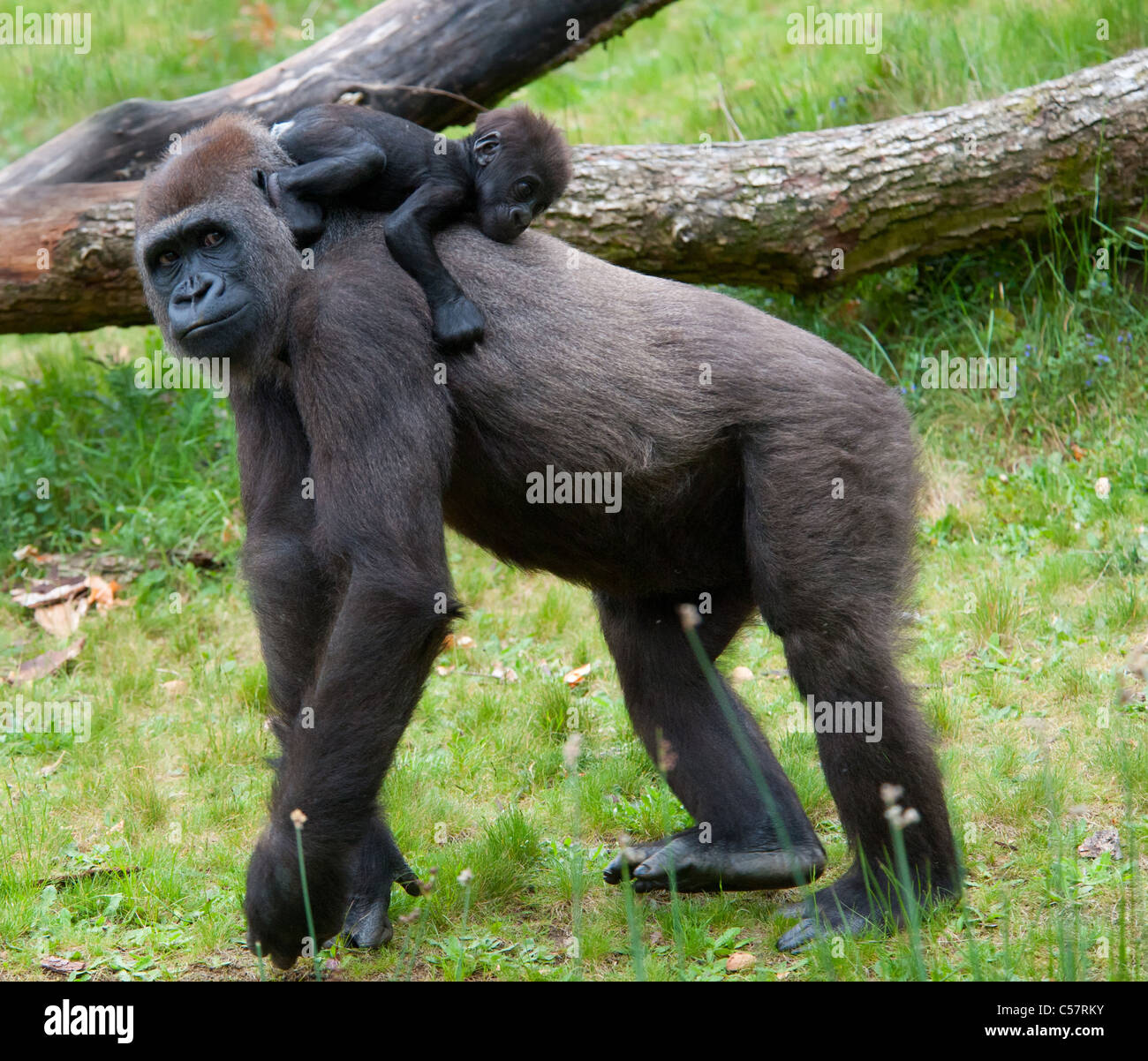 close-up of a mother gorilla and her cute baby Stock Photo - Alamy