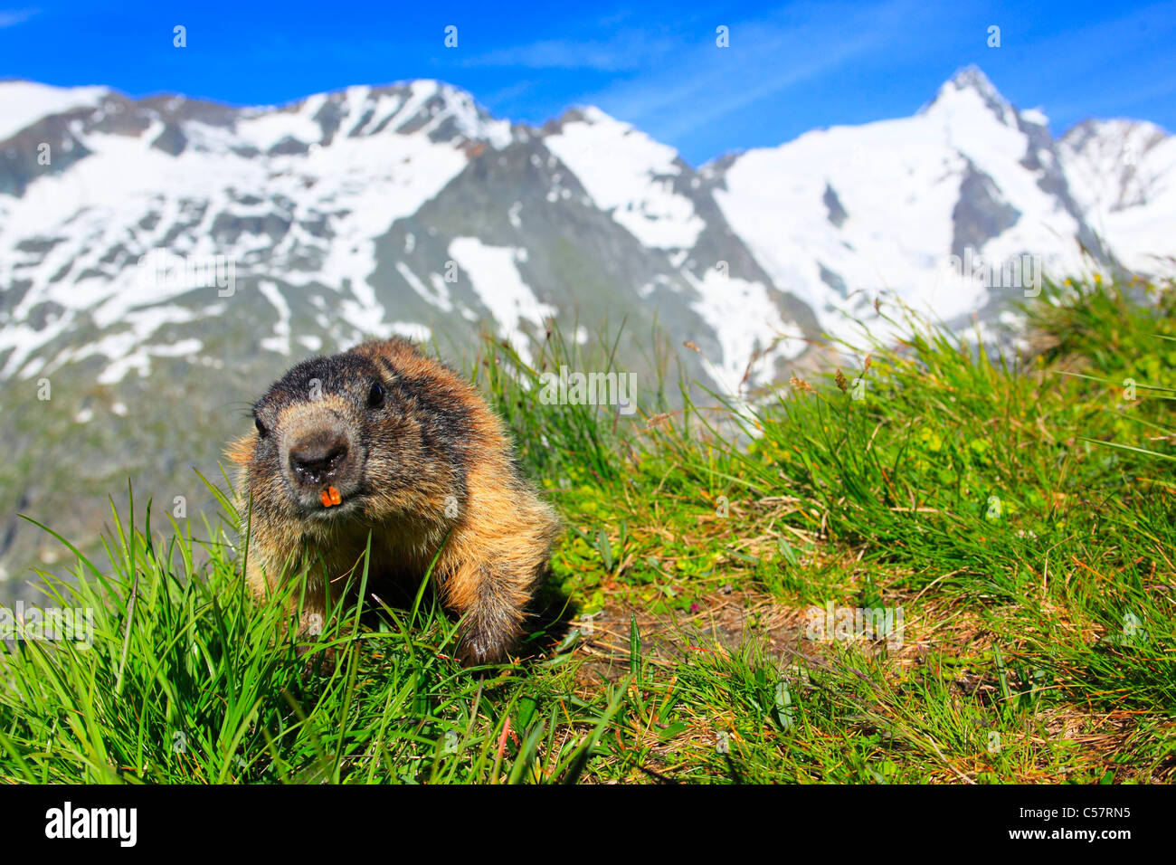 1, Alps, marmot, groundhog, Alpine fauna, Alpine panorama, Alpine ...
