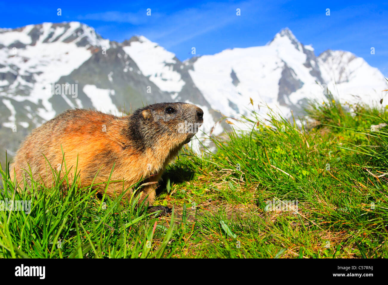 1, Alps, marmot, groundhog, Alpine fauna, Alpine panorama, Alpine ...