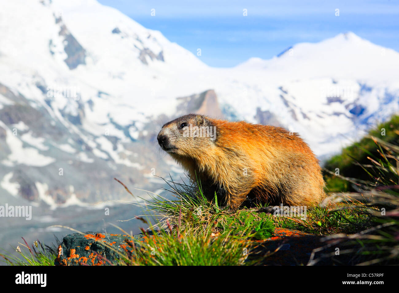 1, Alps, marmot, groundhog, Alpine fauna, Alpine panorama, Alpine, mountain, mountain panorama ...