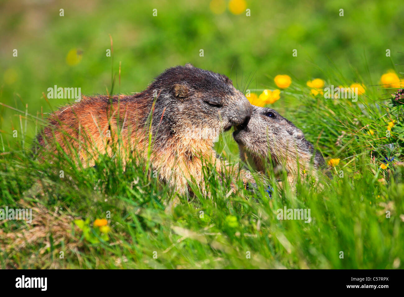 2, Alps, marmot, groundhog, Alpine fauna, Alpine, mountain, mountain ...