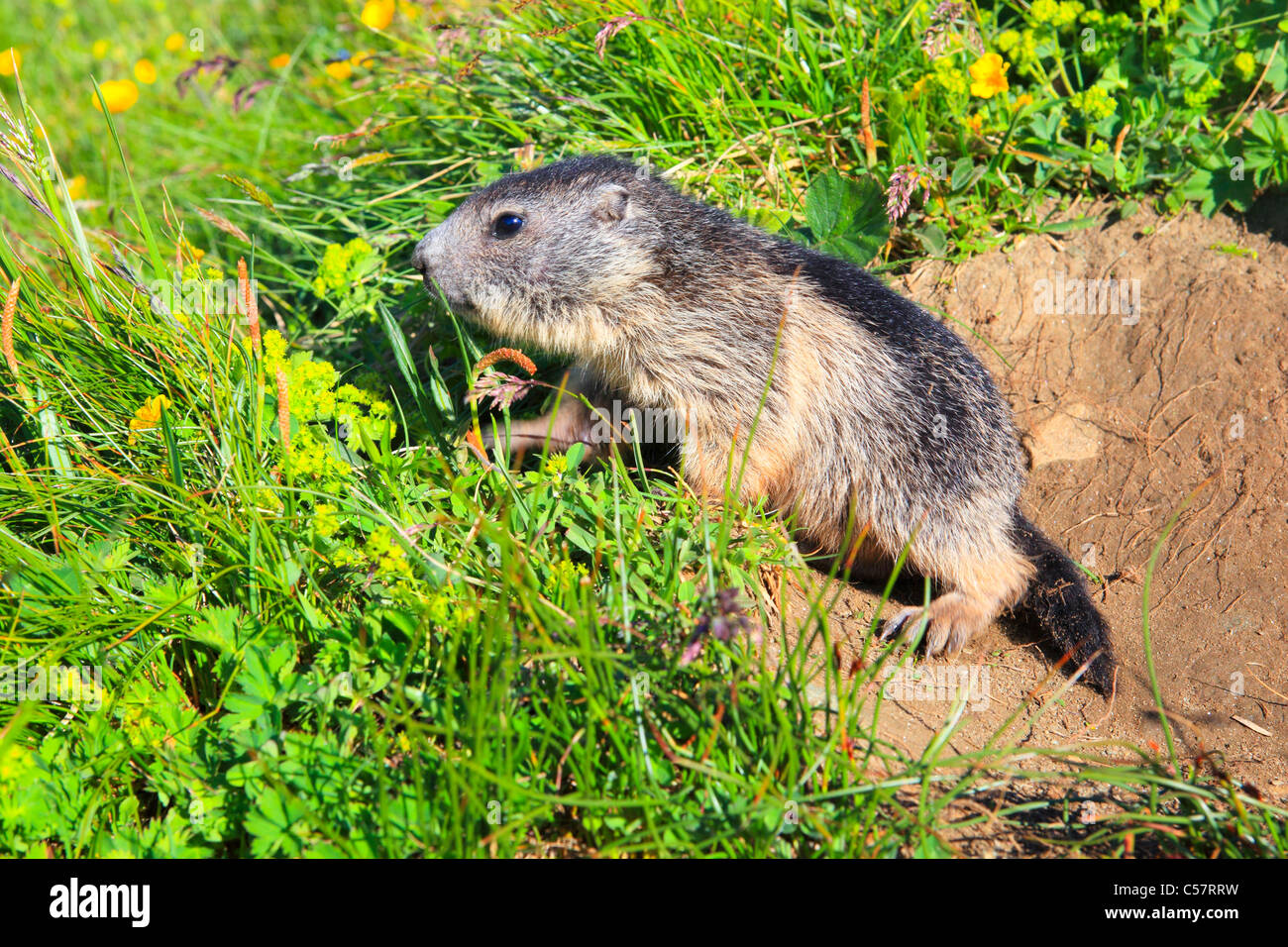 1, Alps, marmot, groundhog, Alpine fauna, Alpine panorama, Alpine ...