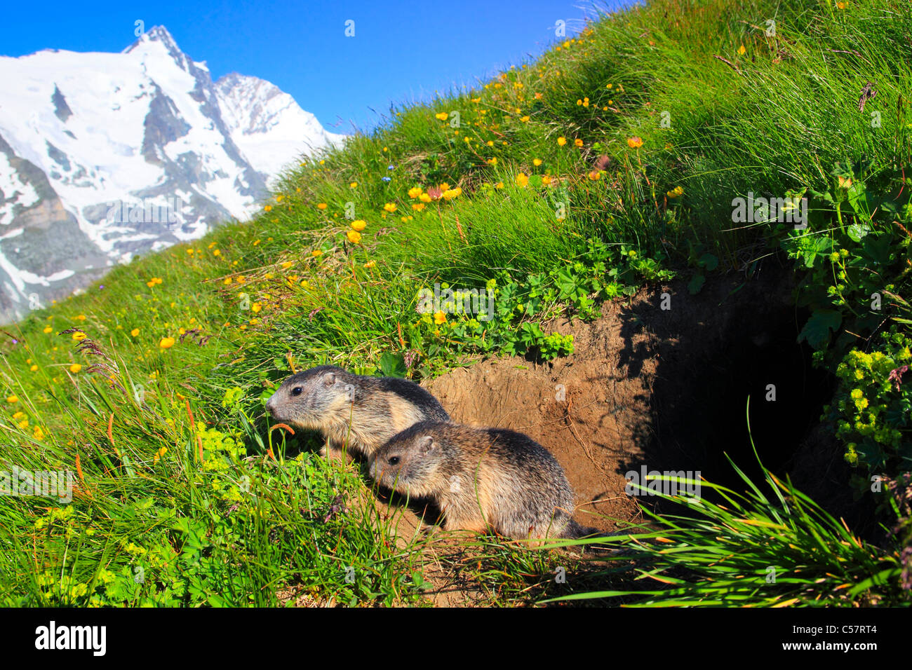 2, Alps, marmot, groundhog, Alpine fauna, Alpine panorama, Alpine ...
