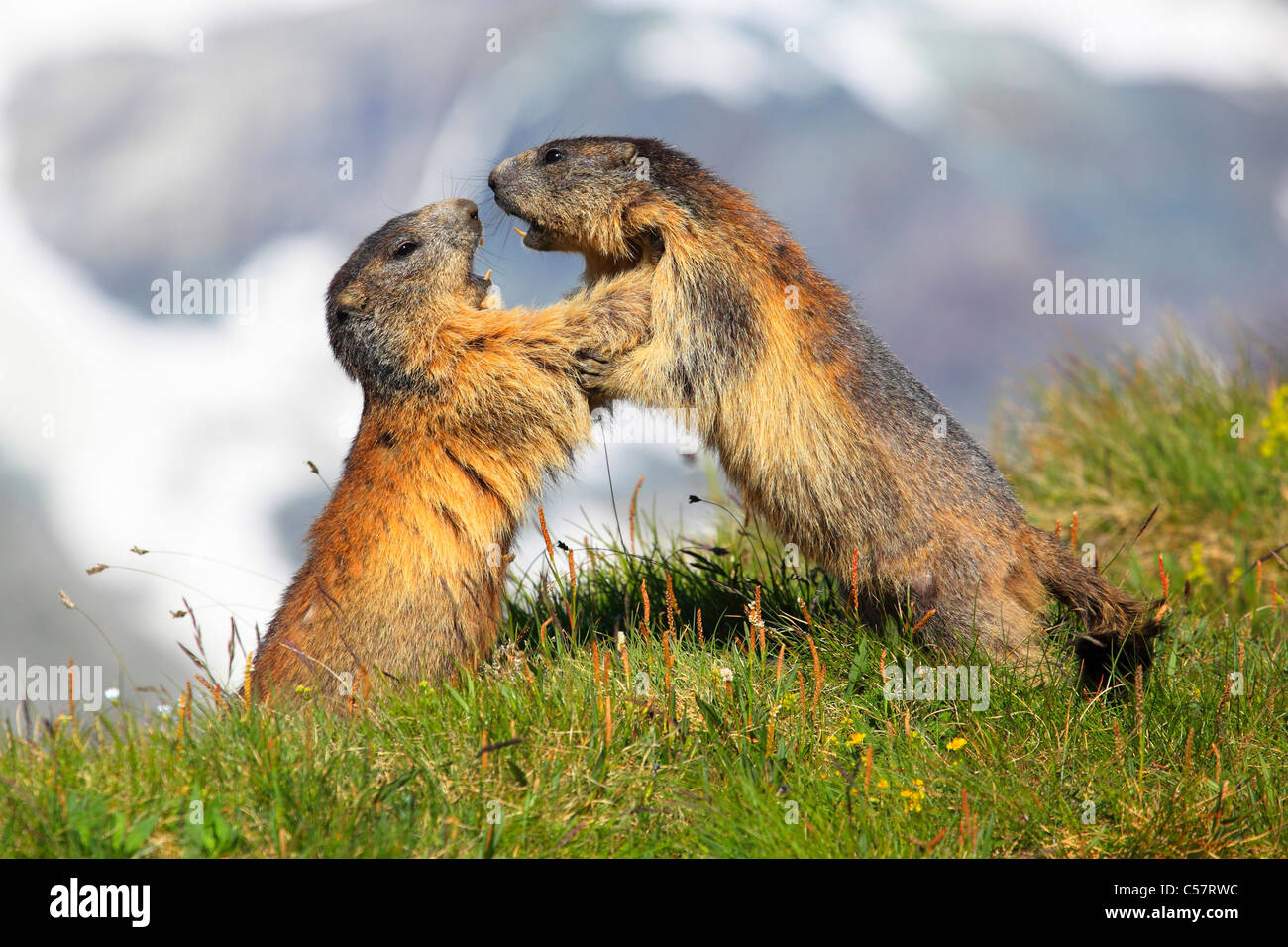 Marmot fight hi-res stock photography and images - Alamy
