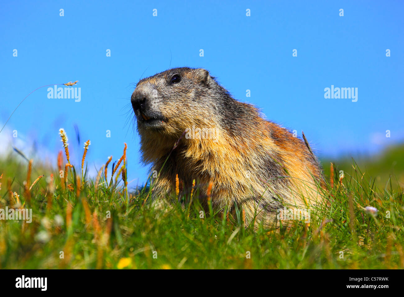 1, Alps, marmot, groundhog, Alpine fauna, Alpine panorama, Alpine ...