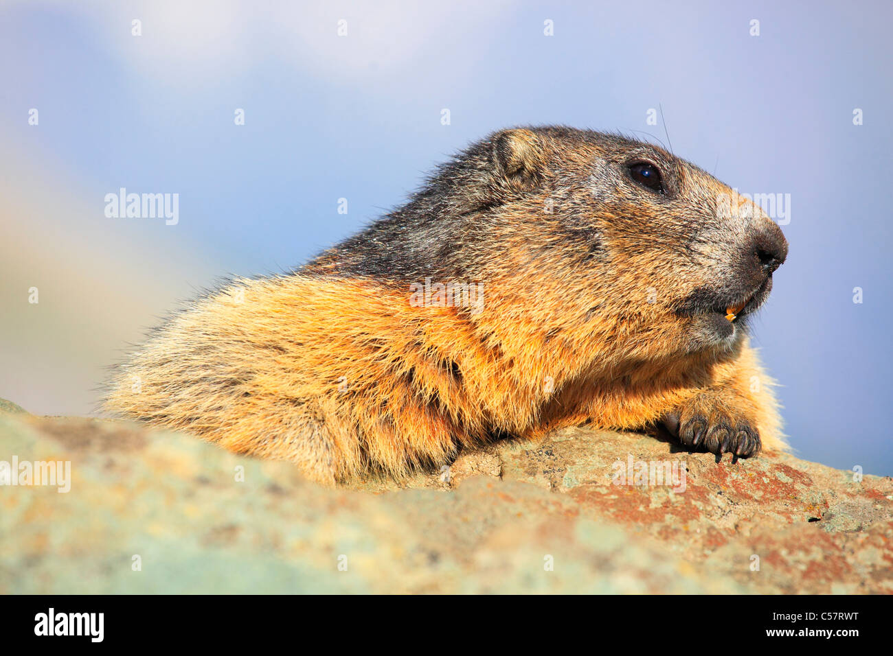 1, Alps, marmot, groundhog, Alpine fauna, Alpine panorama, Alpine ...
