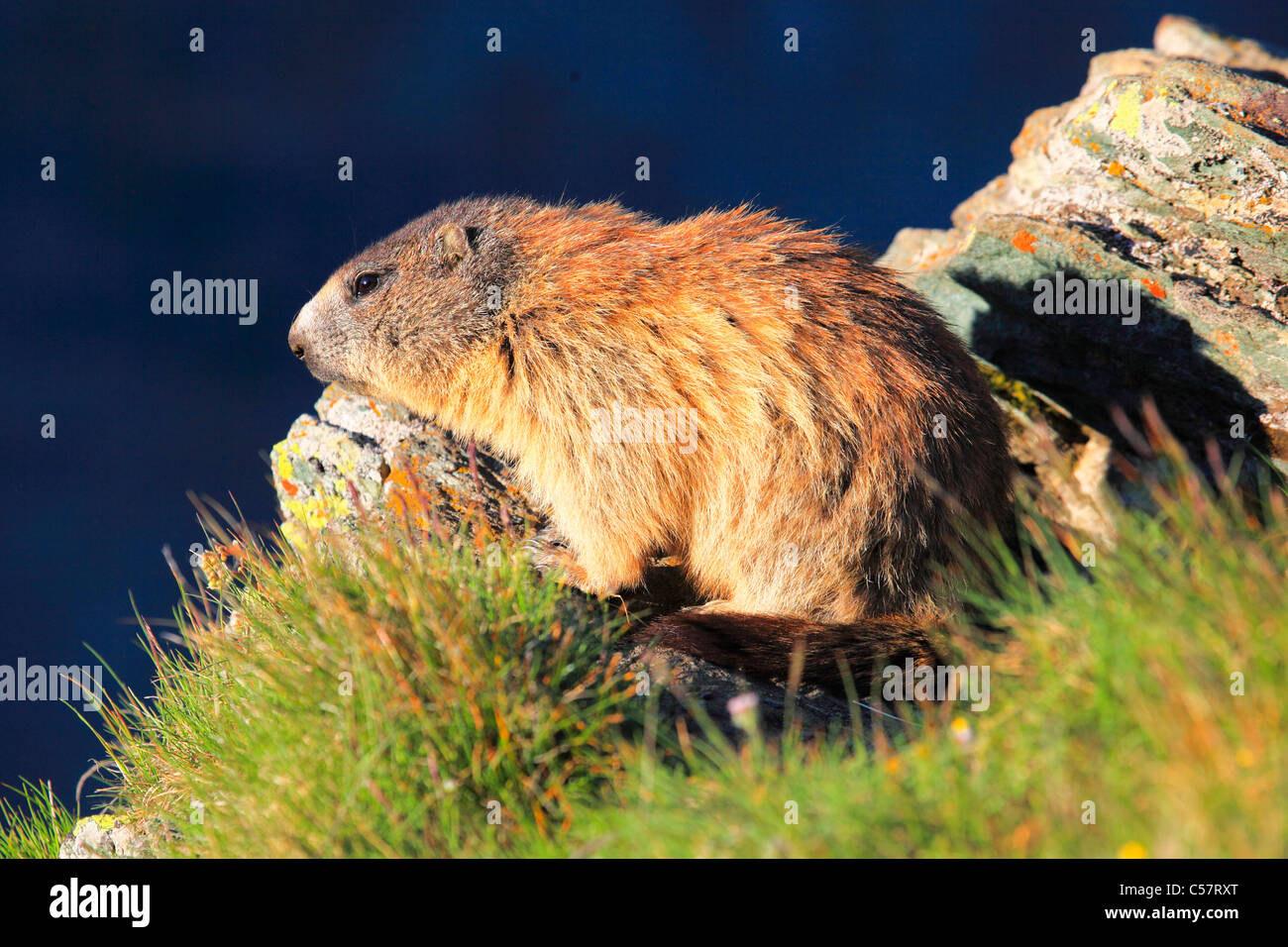 1, Alps, marmot, groundhog, Alpine fauna, Alpine panorama, Alpine ...