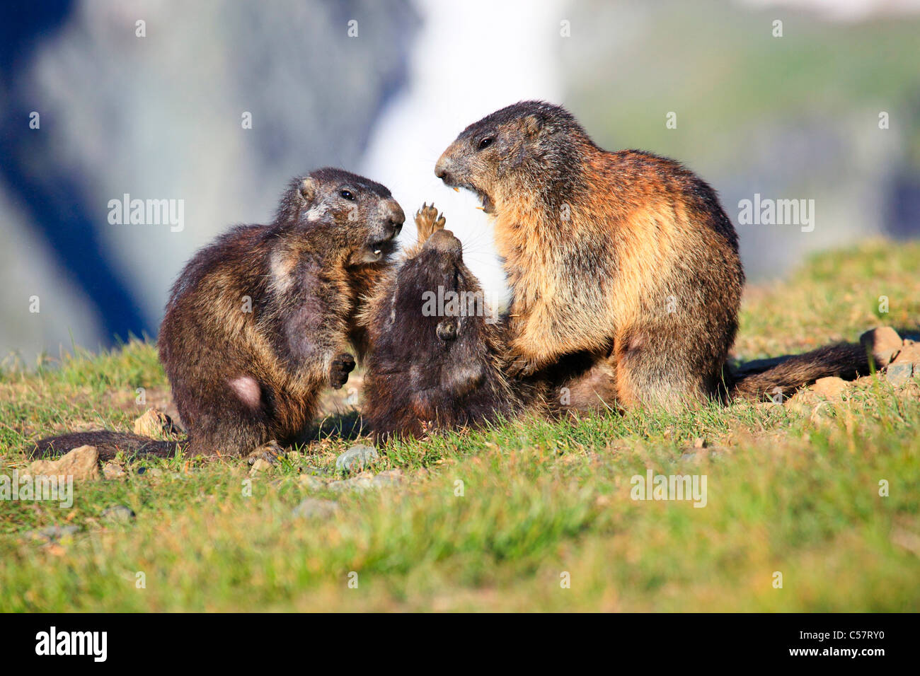 Alps, marmot, groundhog, Alpine fauna, Alpine, mountain, fauna, cliff ...