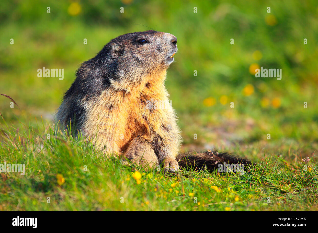 1, Alps, marmot, groundhog, Alpine fauna, Alpine panorama, Alpine ...
