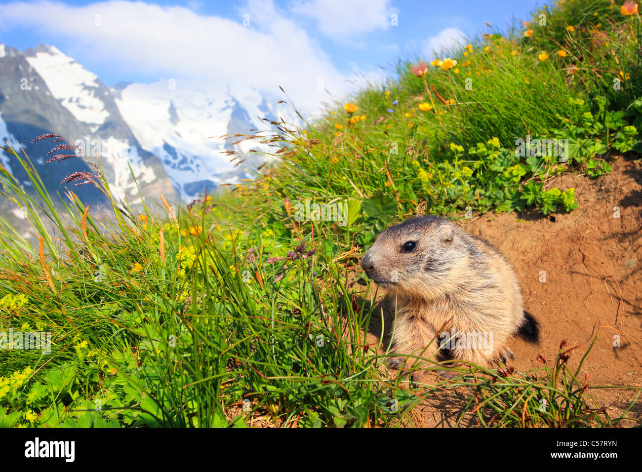 1, Alps, marmot, groundhog, Alpine fauna, Alpine panorama, Alpine ...
