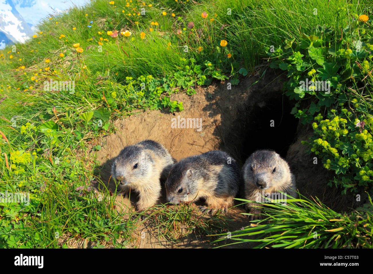 3, Alps, marmot, groundhog, Alpine fauna, Alpine, construction ...