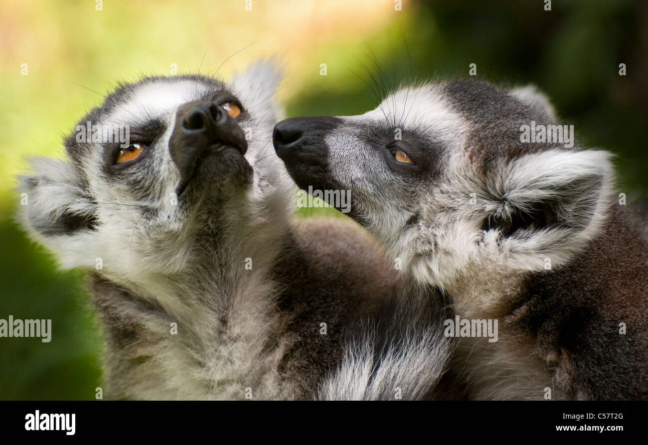 Lemurs kissing hi-res stock photography and images - Alamy