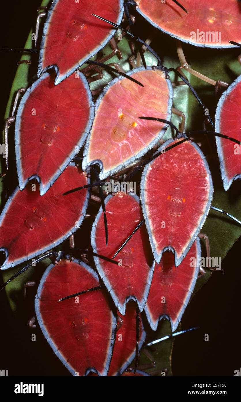 Giant shield or stink bug (Lyramorpha sp.: Tessaratomidae) warningly ...