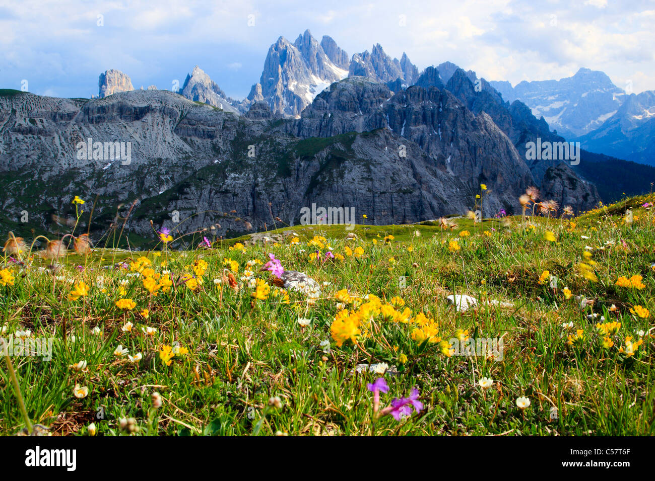 Evening, evening mood, Alps, Alpine flora, alpenglow, Alpine panorama ...