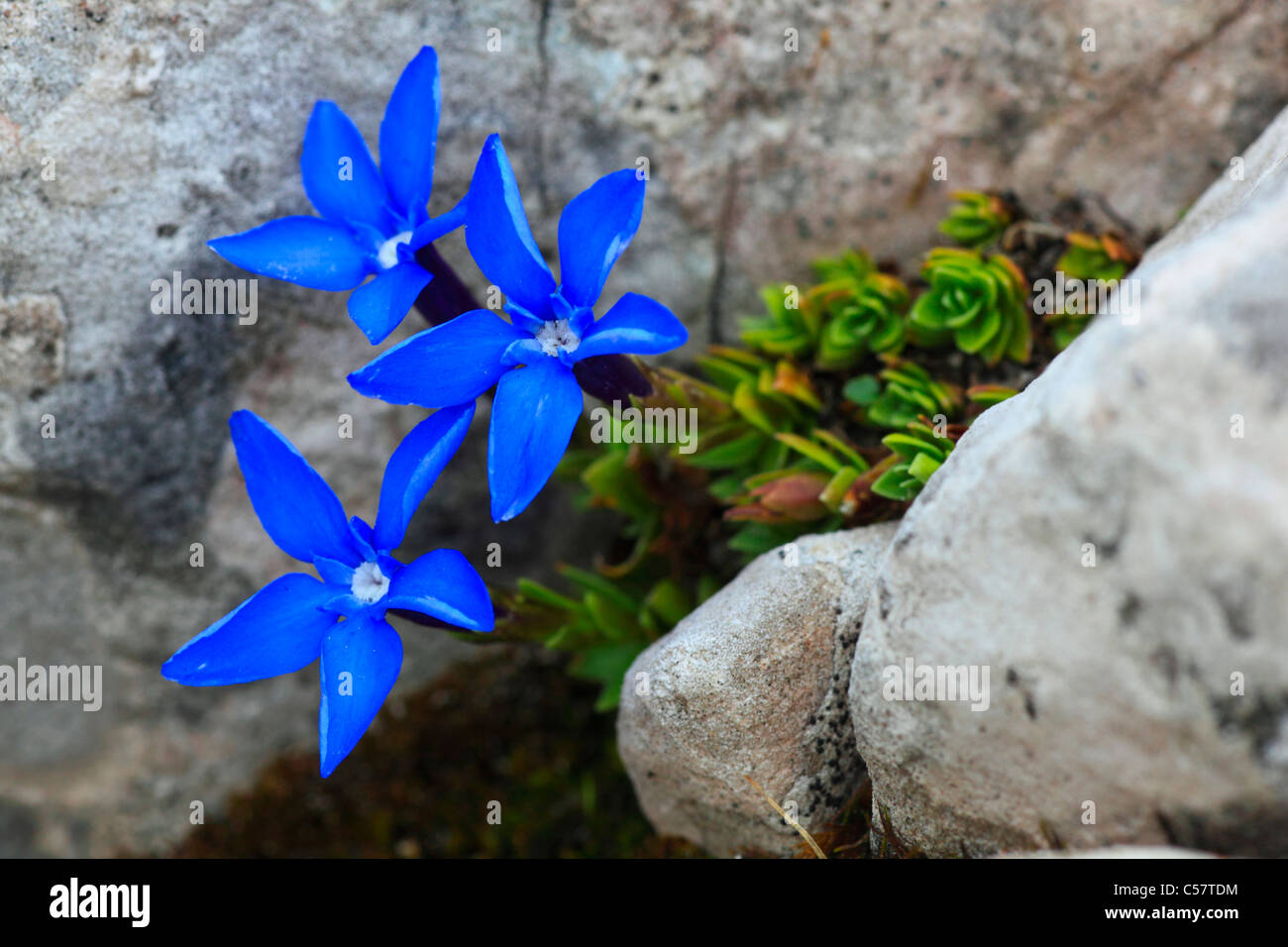 Alps, mountain flora, flowers, blossom, detail, Dolomites, gentian ...