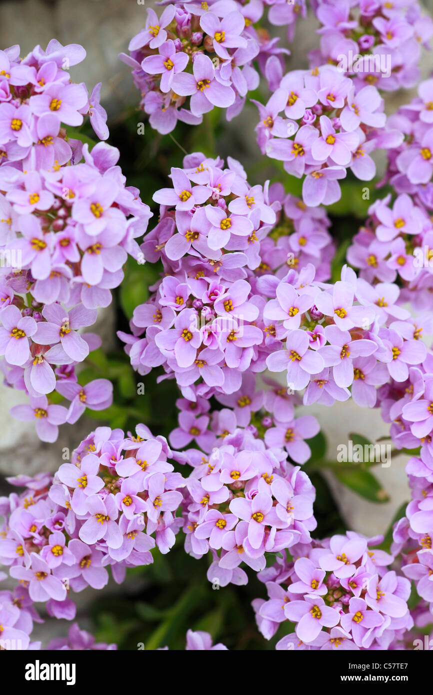 Dolomites flora hi-res stock photography and images - Alamy