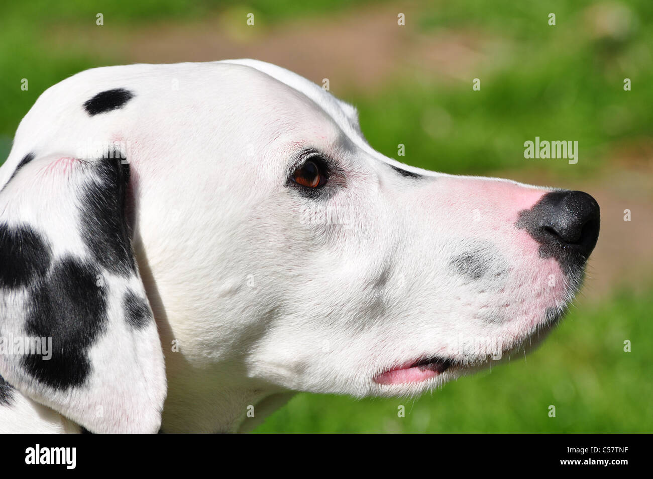 Portrait of Dalmation Dog Stock Photo - Alamy