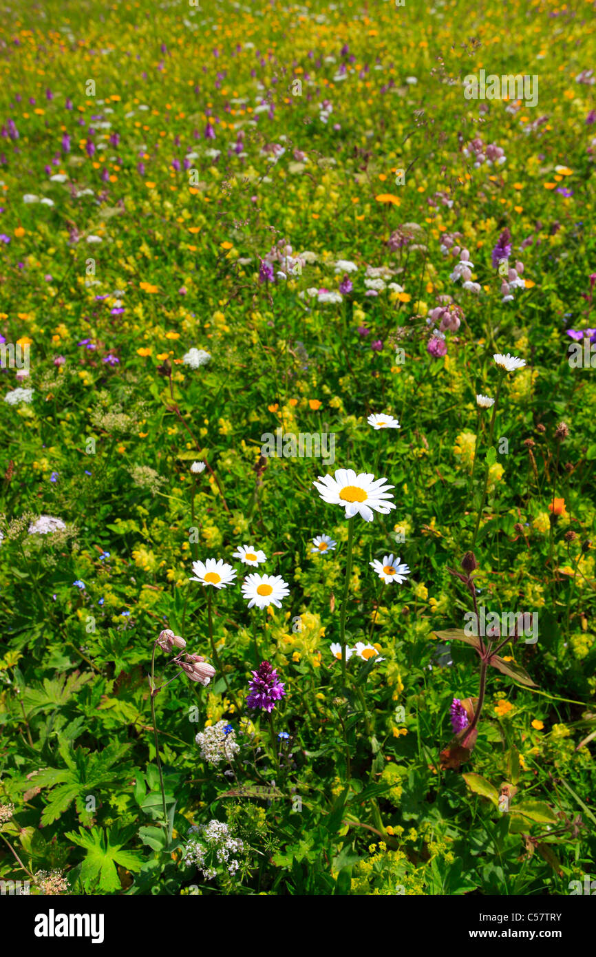 Nightmare, Alps, Alpine flowers, Alpine flora, mountain, flowers ...