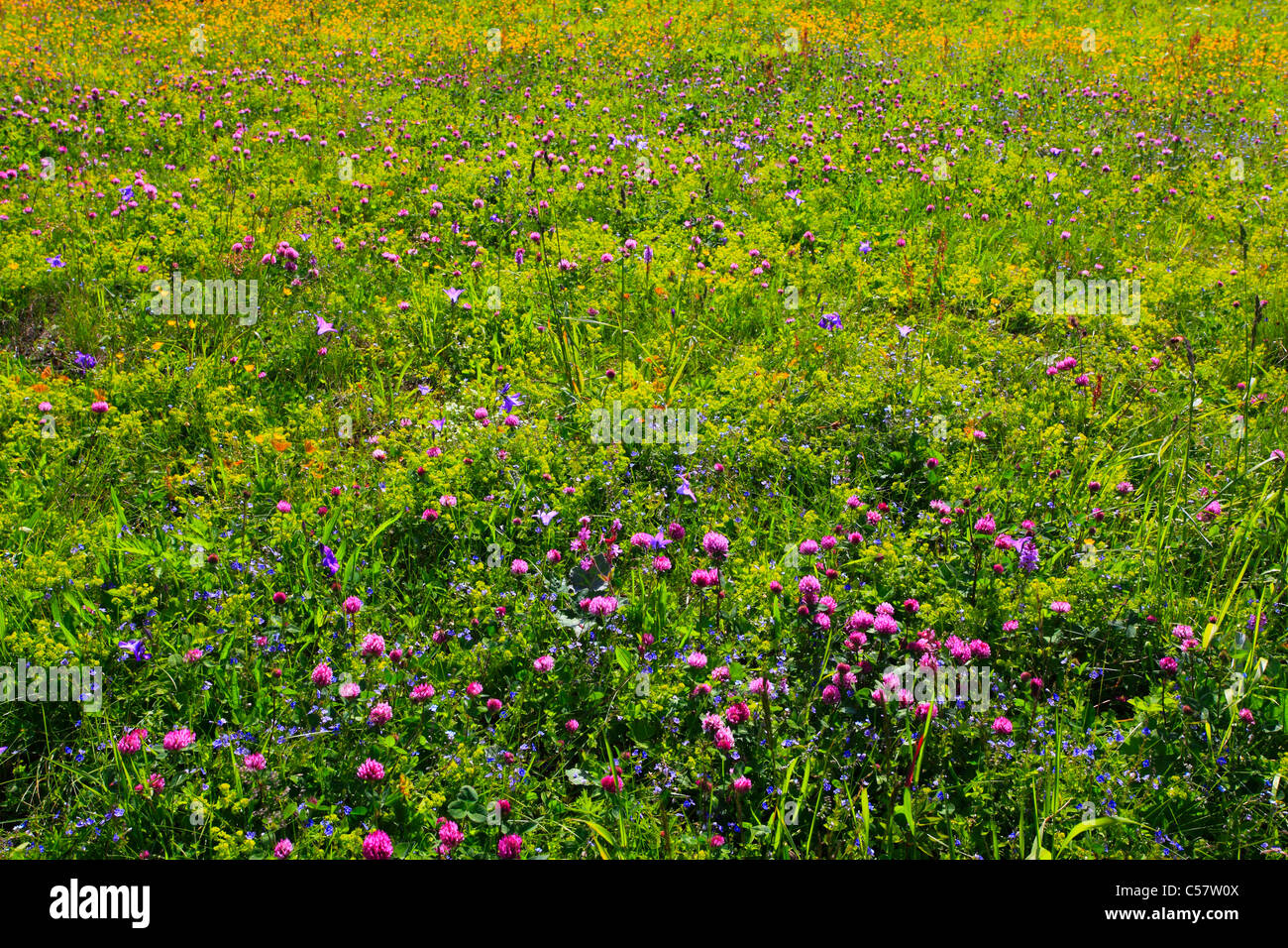Nightmare, Alps, Alpine flowers, Alpine flora, mountain, flowers ...