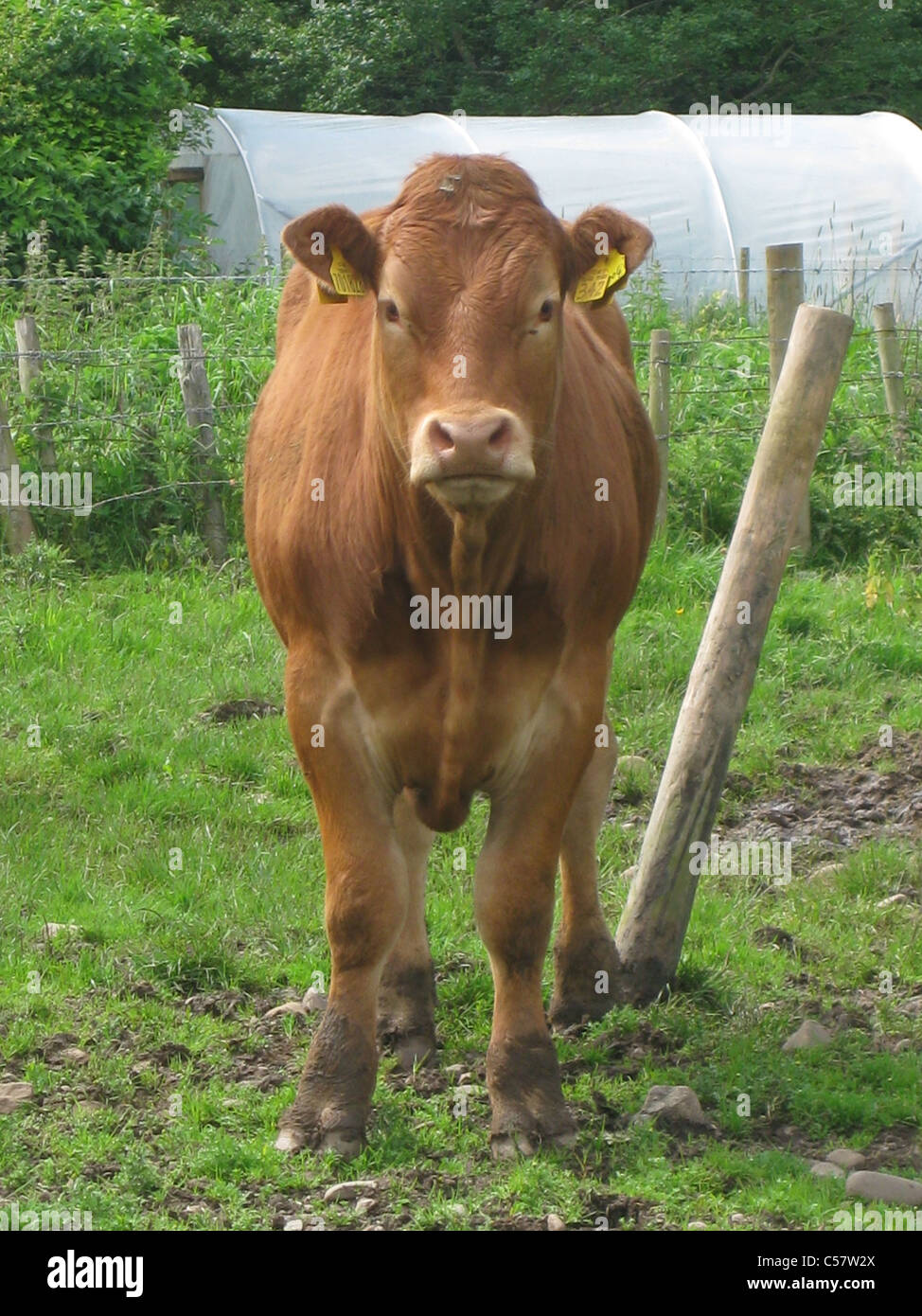 Channel Island Cow Stock Photo - Alamy