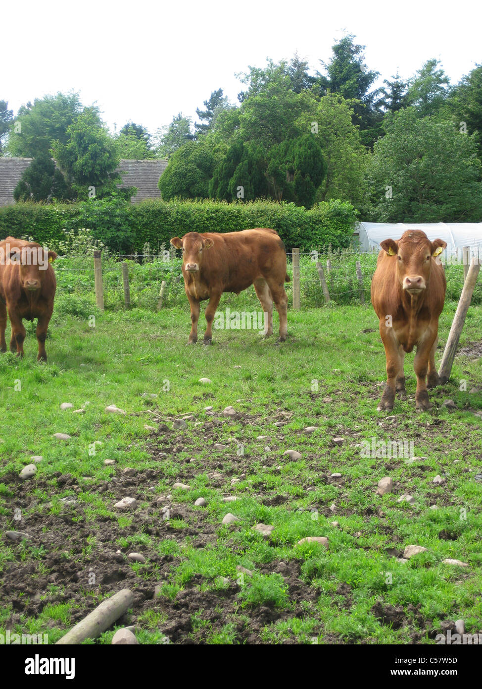 Channel Island Cows Stock Photo - Alamy