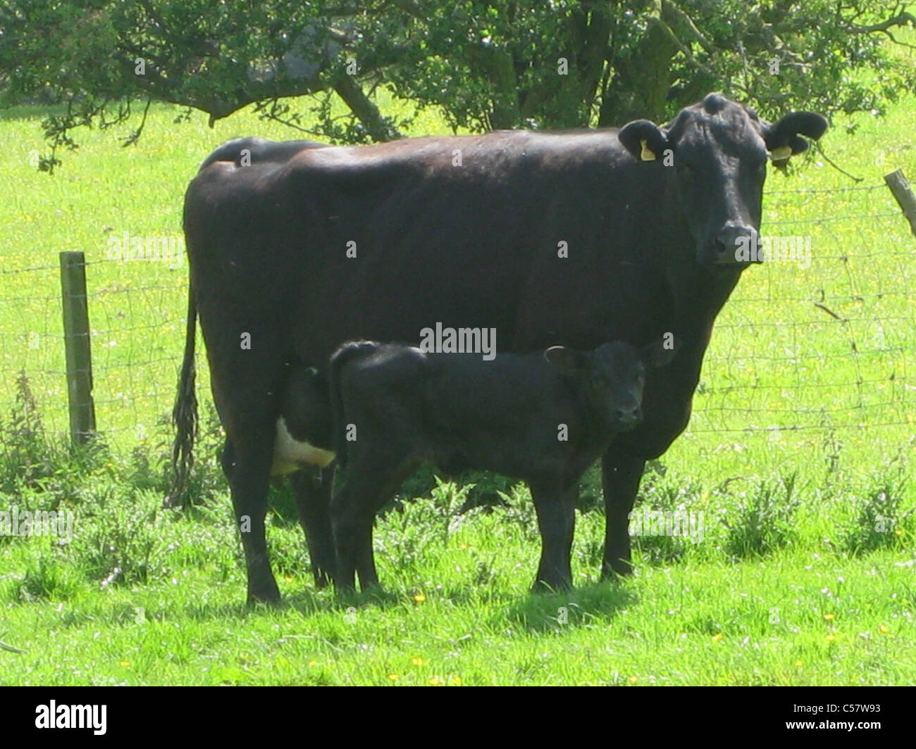 Cow and calf 2 Stock Photo - Alamy