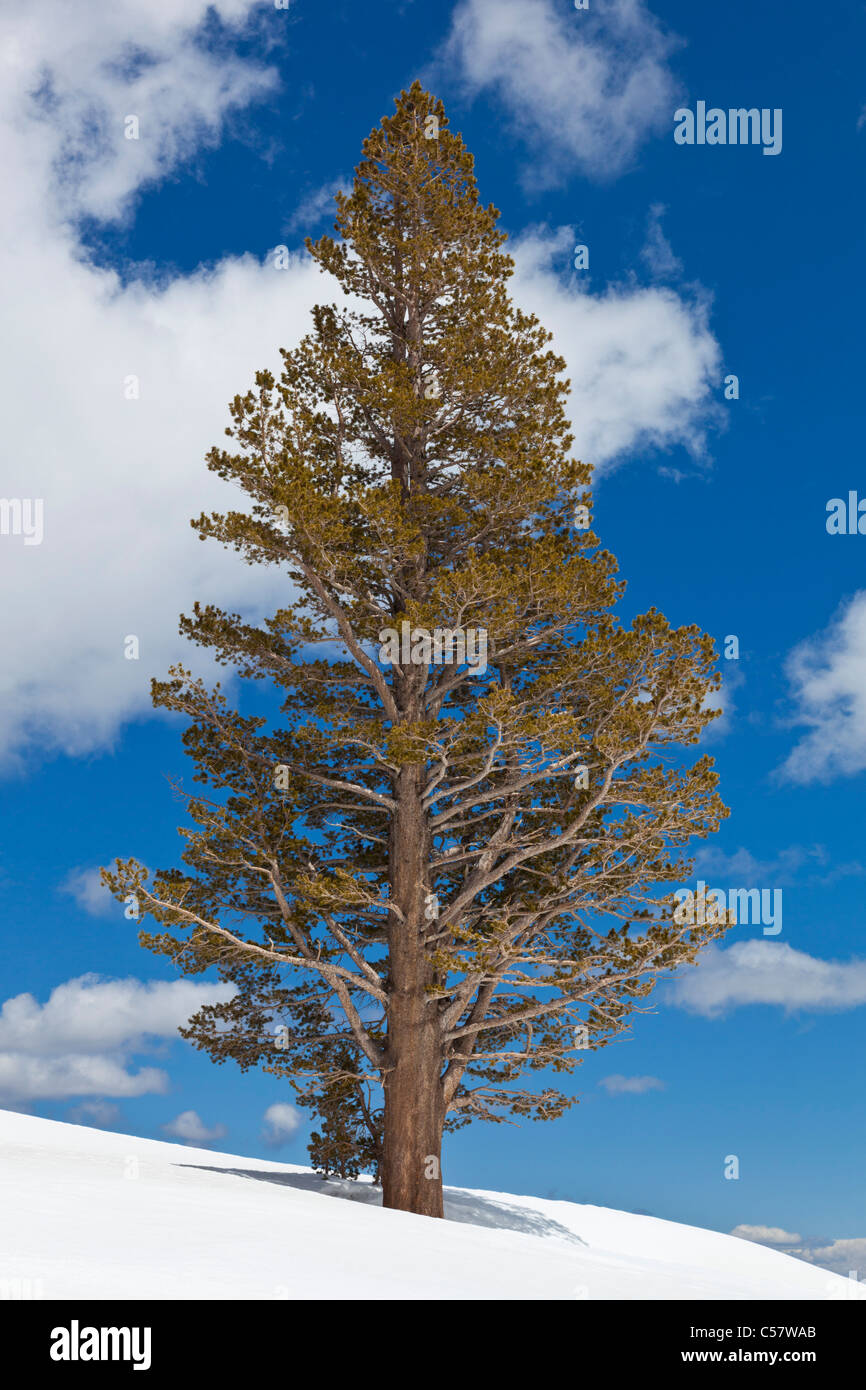Pass tree hi-res stock photography and images - Alamy