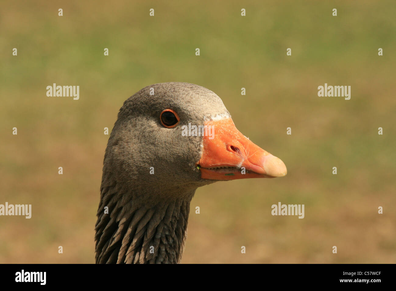 A head shot of a Greylag goose Stock Photo - Alamy