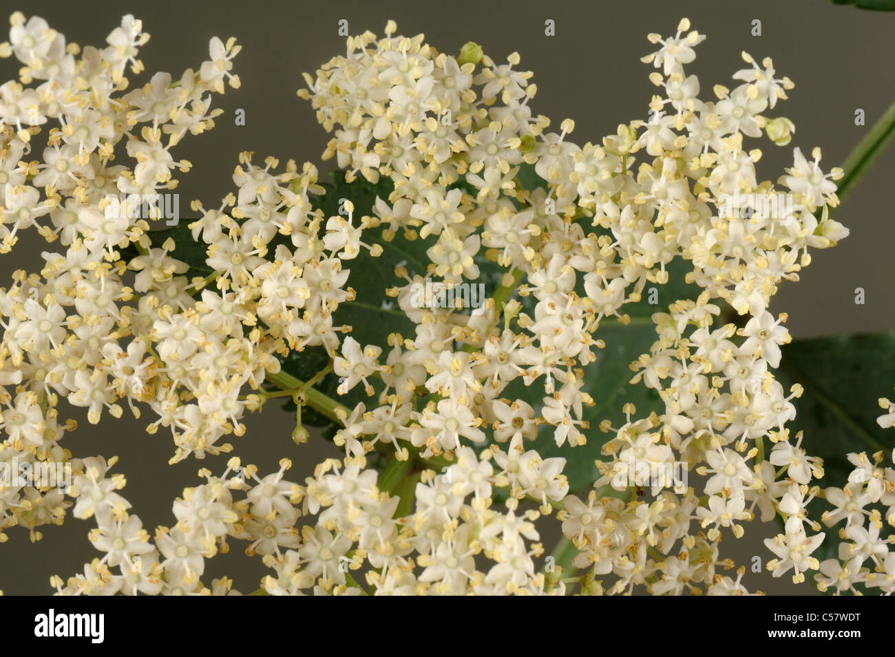 Flower of wild elder (Sambucus nigra Stock Photo - Alamy