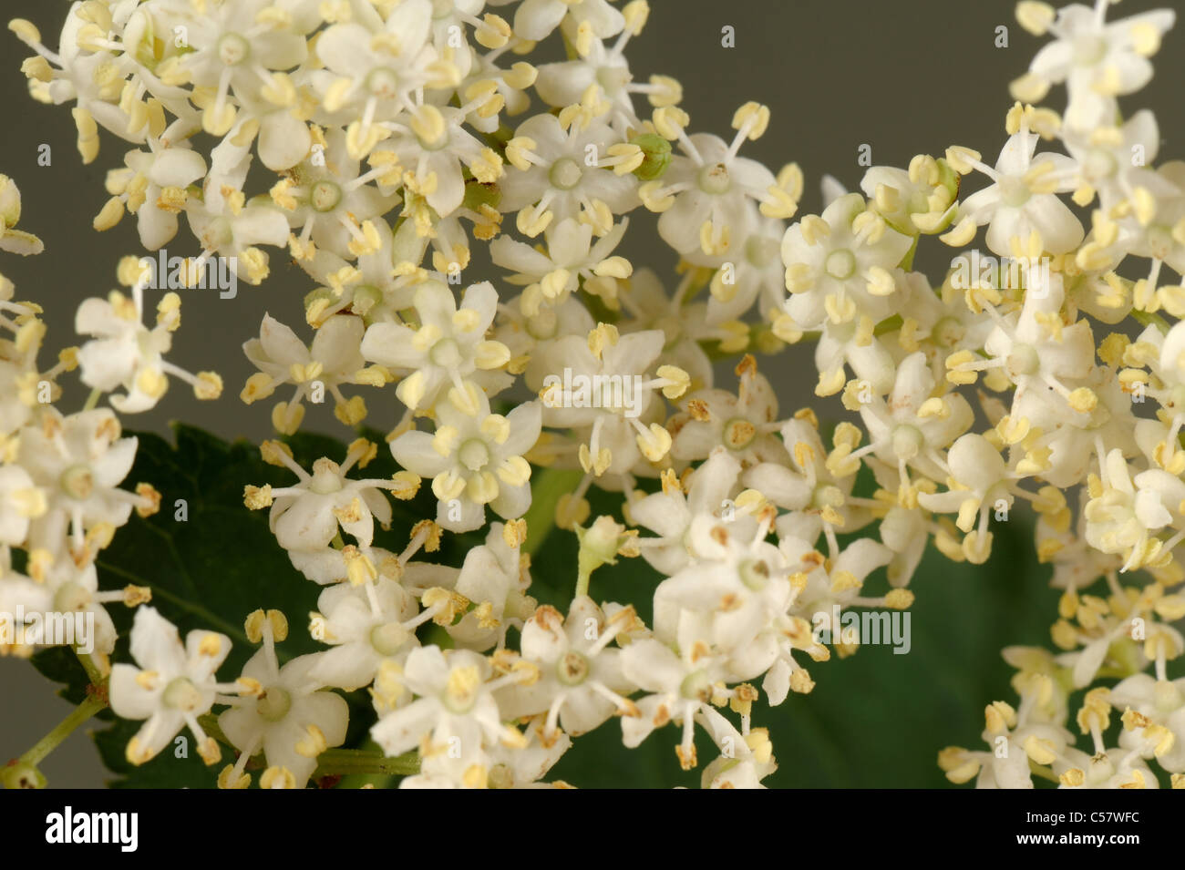 Flower of wild elder (Sambucus nigra Stock Photo - Alamy