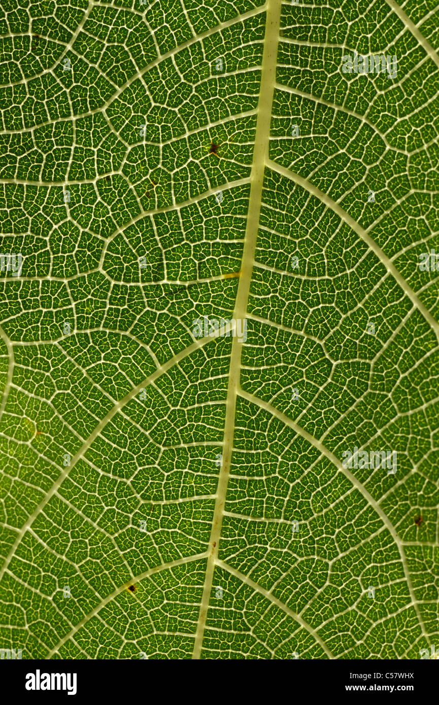 Intricate pattern hi-res stock photography and images - Alamy